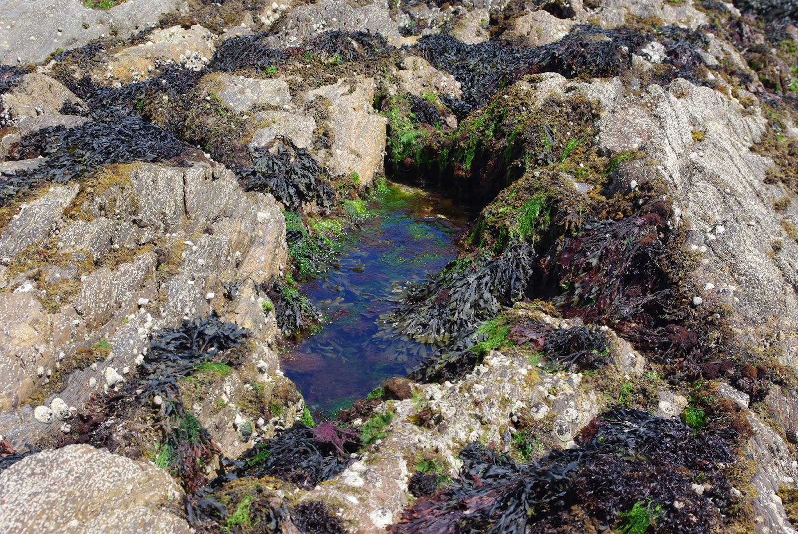 wordsculptures: Rockpool