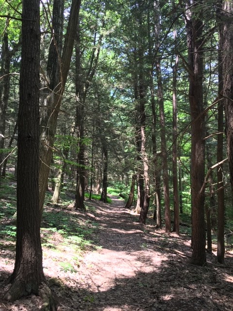 Danby State Forest - Abbot Loop