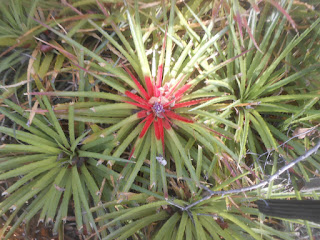Hiking Curaçao - The Trails: Wandelverslag van Roi Kayuda, landhuis ...