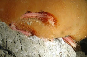 Real Monstrosities: Fire Ice Worm