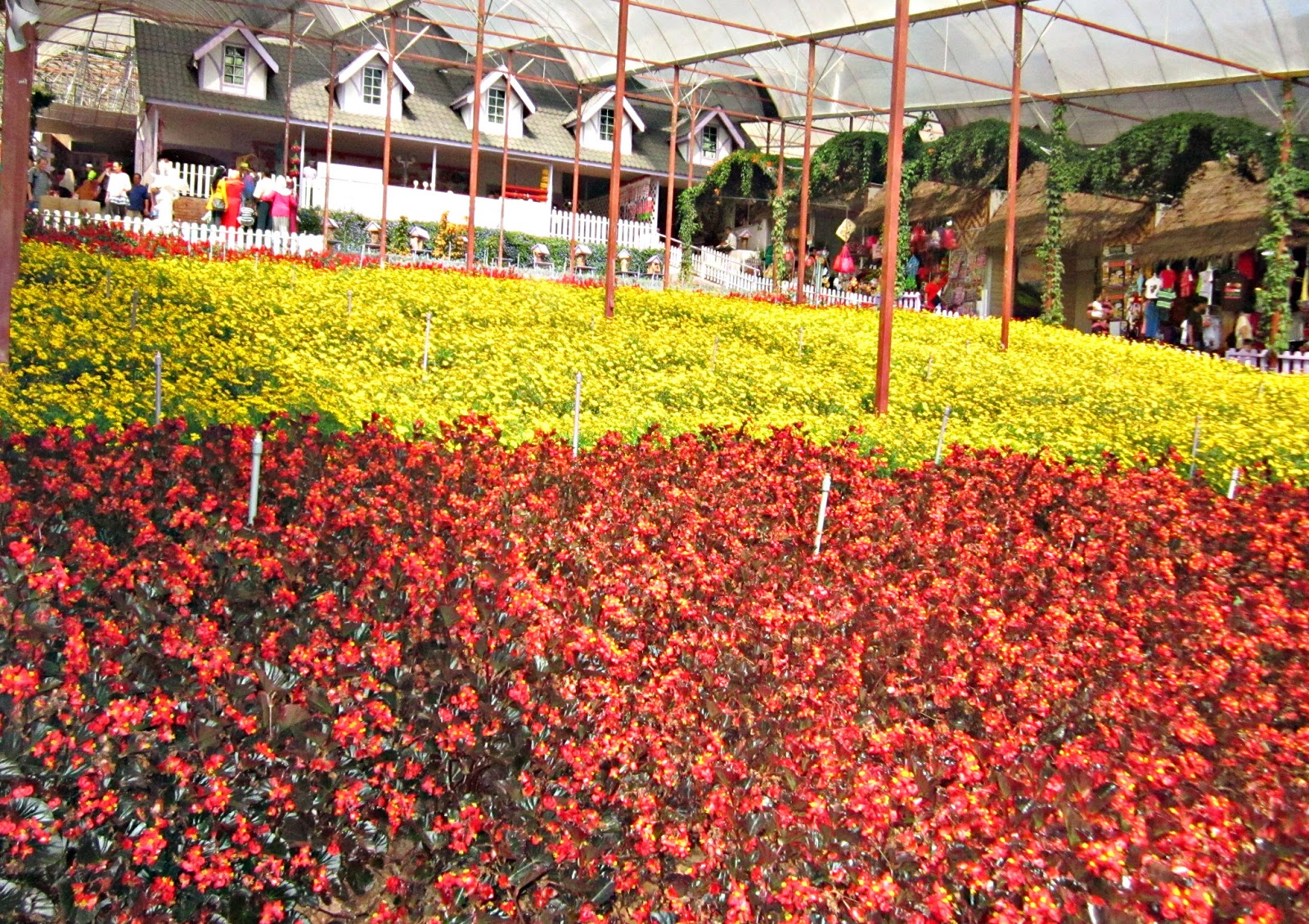 lovely: Cameron Highlan Part-3 (Taman Lavender)