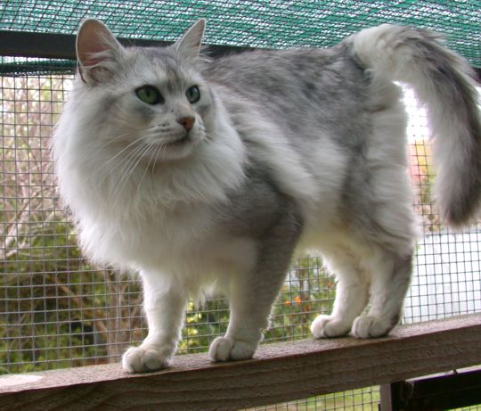 Les chats: Le Somali