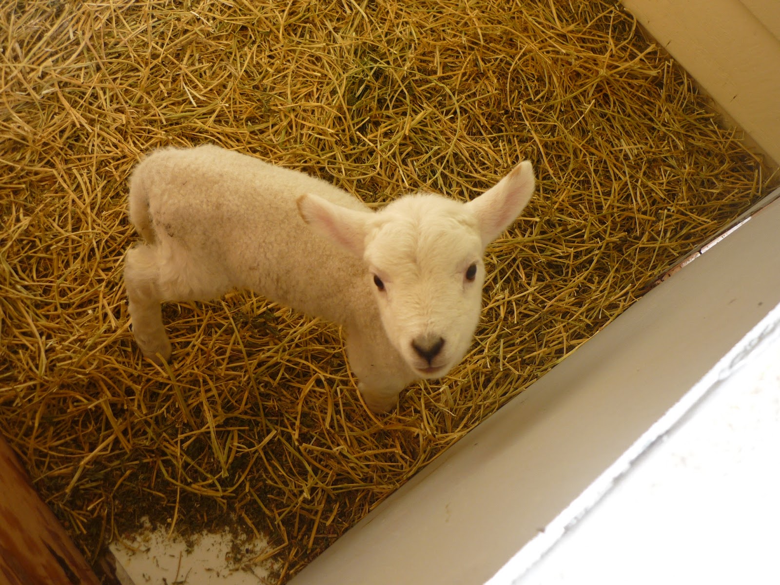 Opportunity Farm: How to raise a Poddy Lamb or two