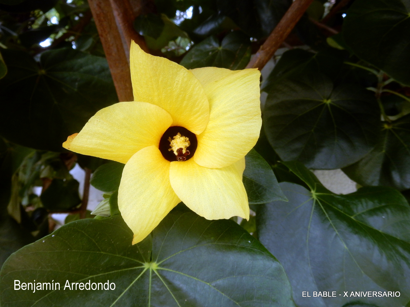 El Bable: De Oaxaca y sus flores