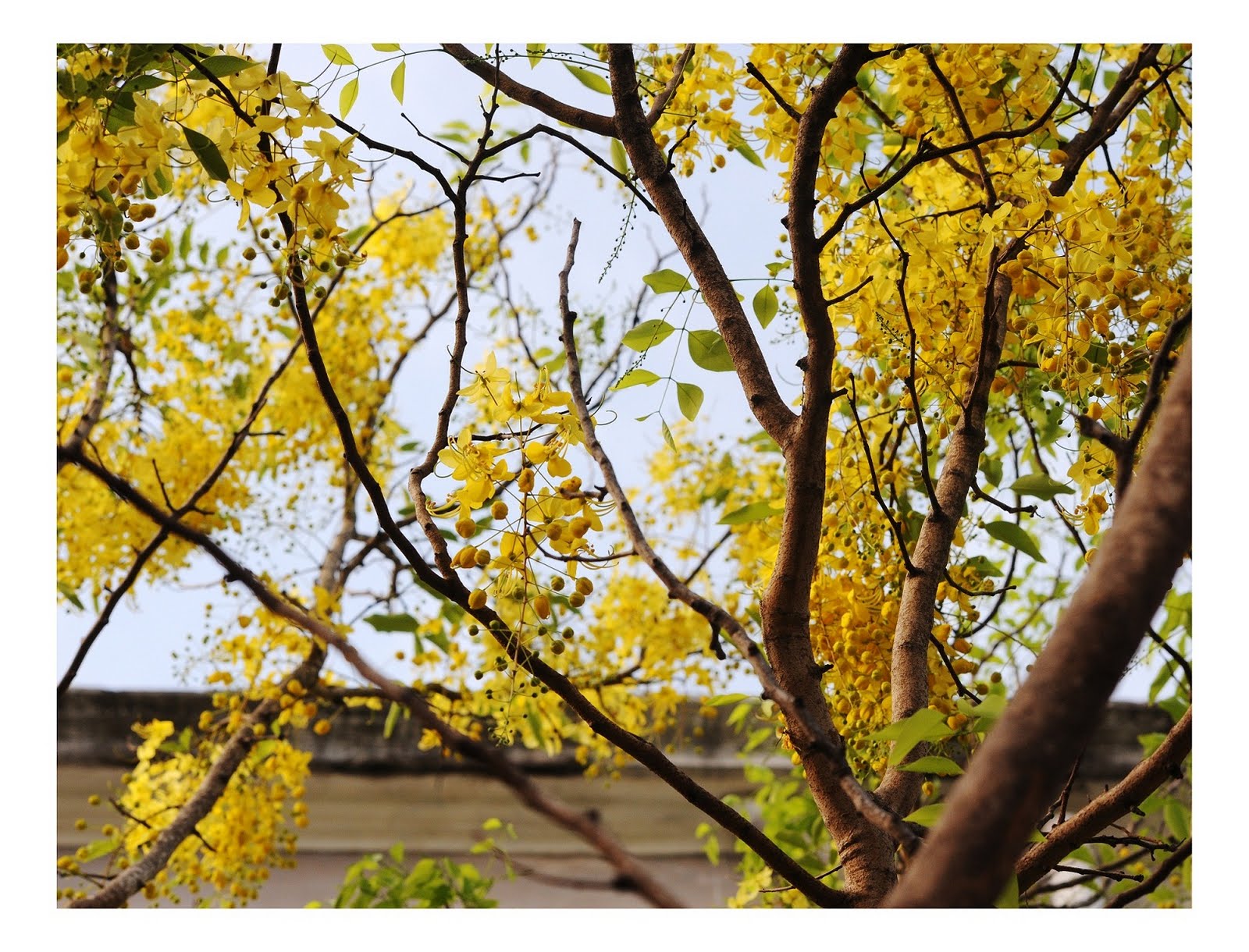 The Green Ogre: Indian Laburnum - the Vishu tree