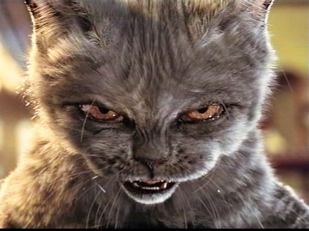 Are cats psychopaths and do psychopathic animals exist?