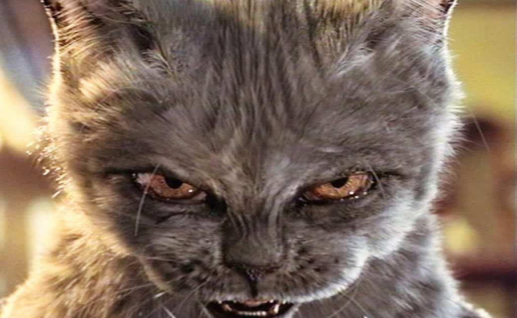 Cat Chit Chat: Are cats psychopaths and do psychopathic animals exist?