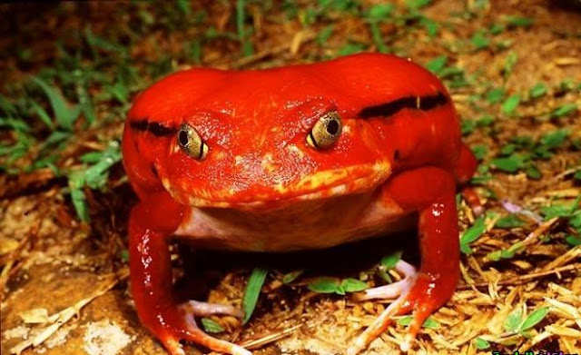 CSD MX: 10 RANAS EXÓTICAS