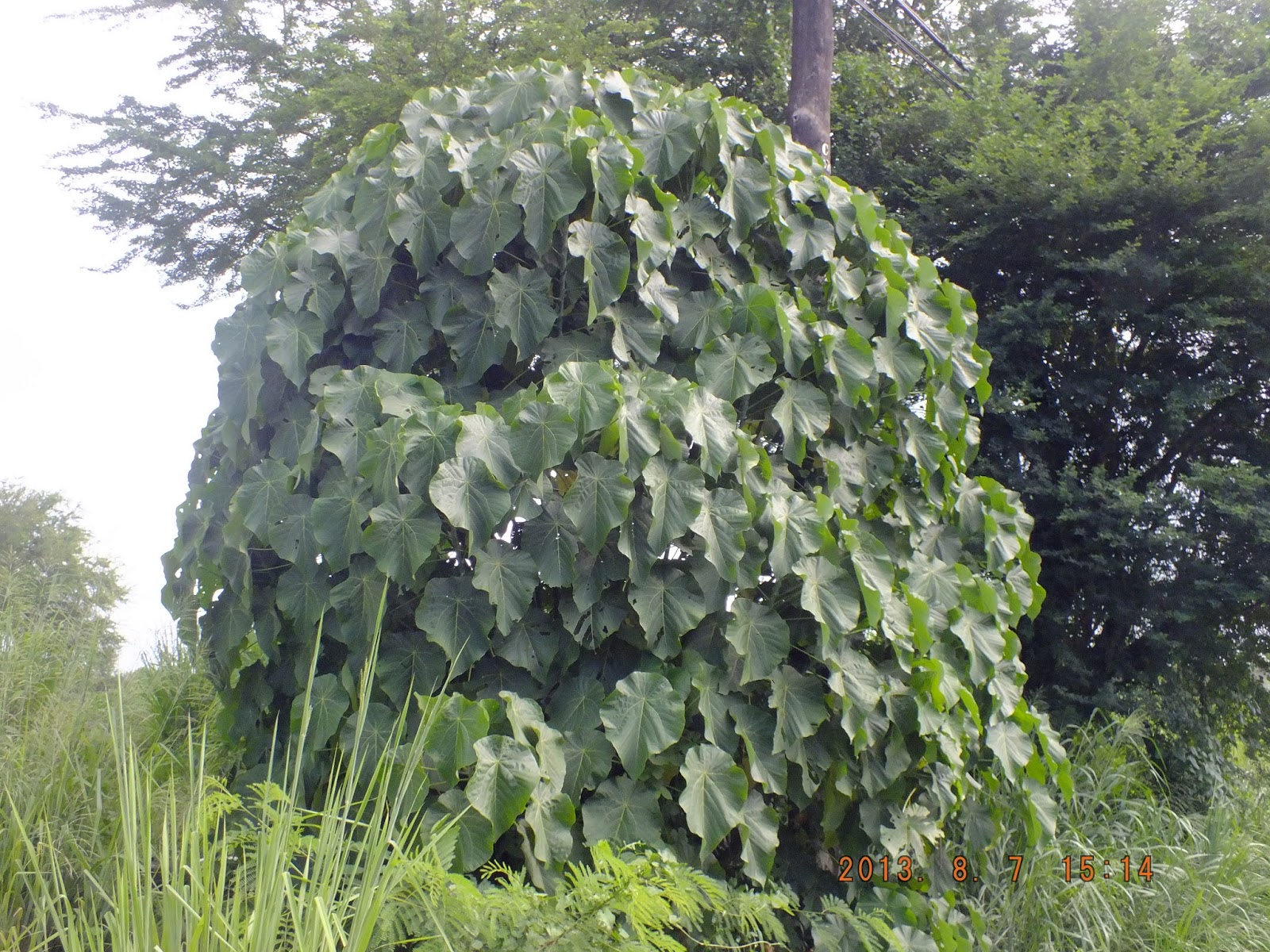 Photography with Dr. Ernie.: jatropha growing big and wild