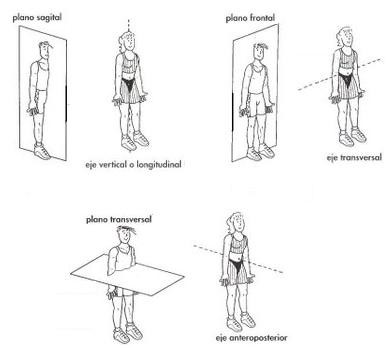 Anatomia: Generalidades de Anatomia