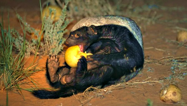 UTANDAWAZI BLOG.....: HUYU NDIYE NYEGERE, MNYAMA MWENYE WIVU WA AJABU ...