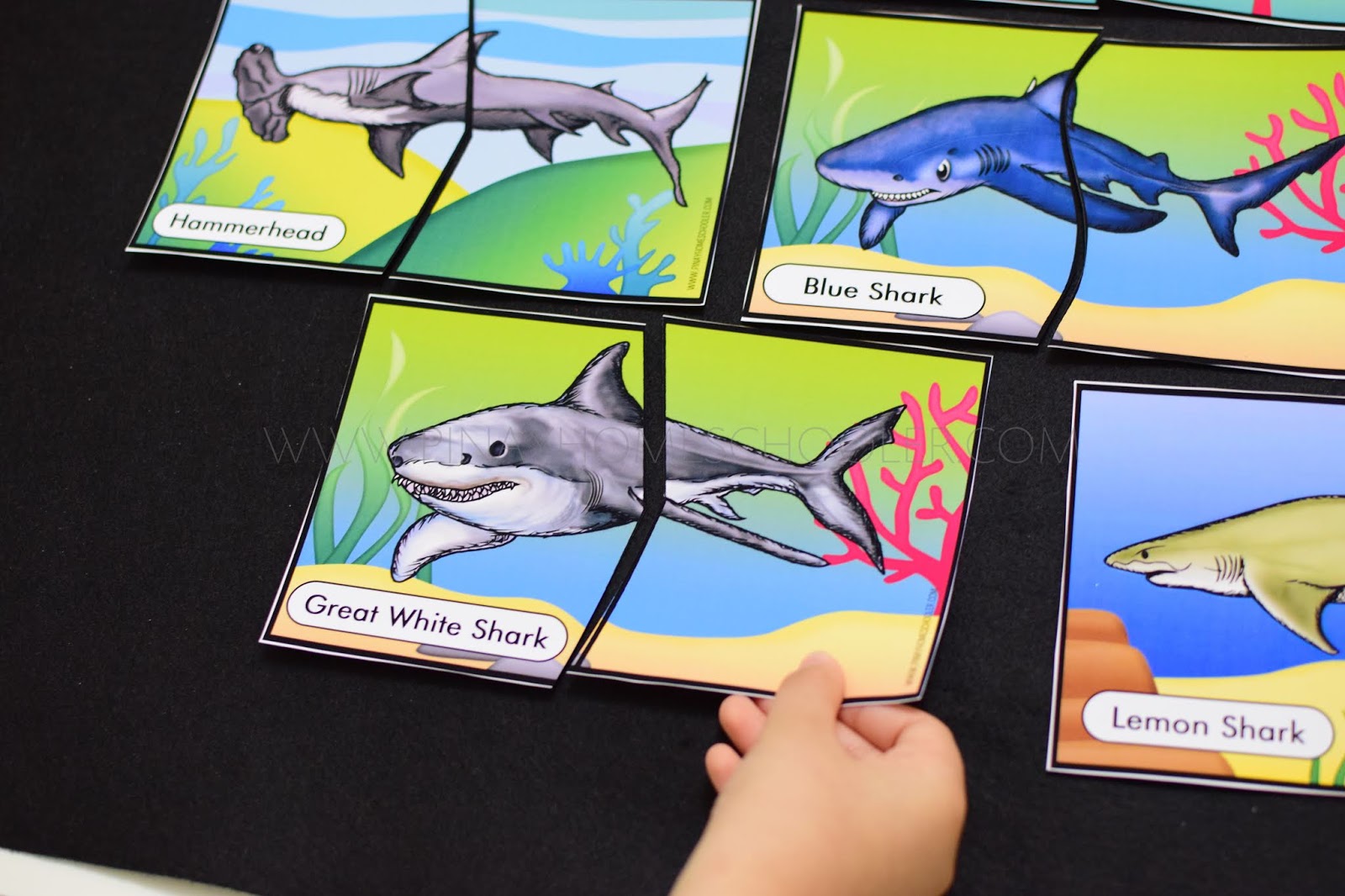 Sharks Preschool Mini Unit | The Pinay Homeschooler