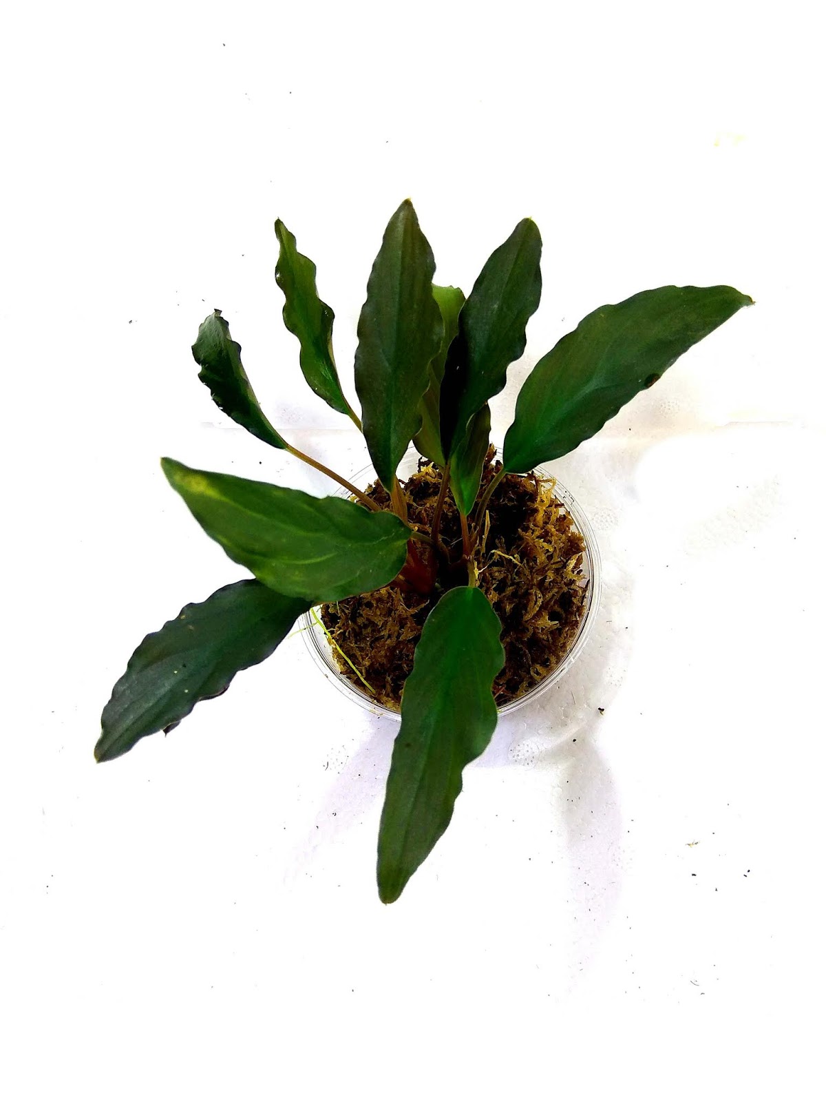 F. sumatrensis "Narrow Leave"