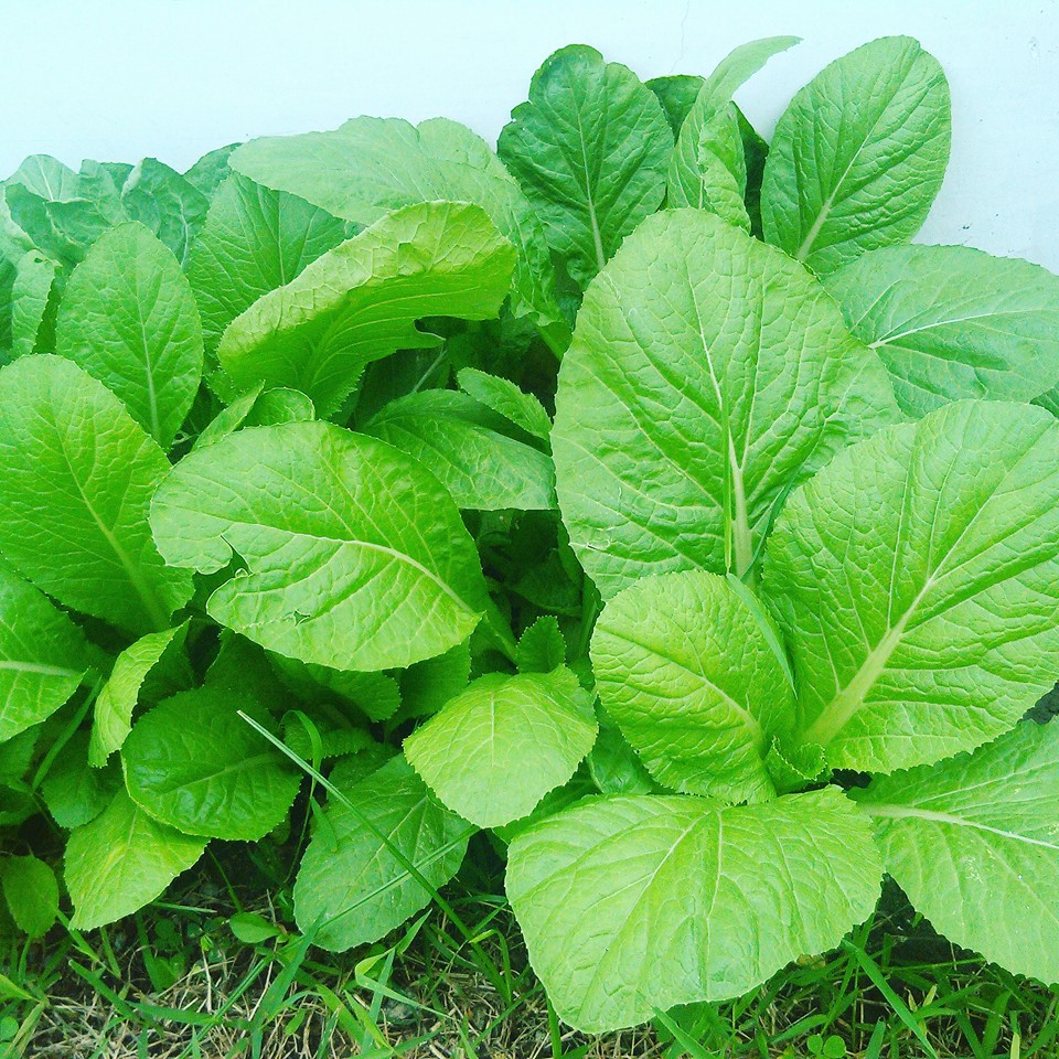 Ilongga Mommy: Growing Backyard Vegetables