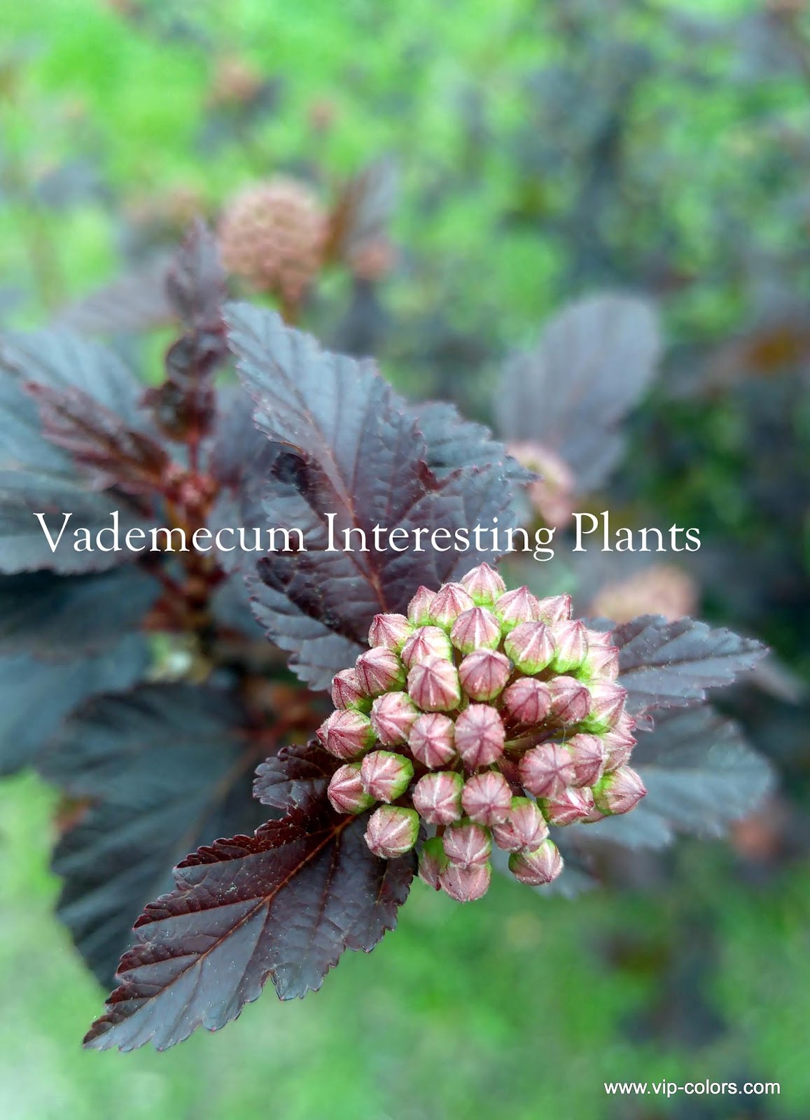 Vademecum Interesting Plants: Physocarpus opulifolius - Pęcherznica kalinolistna - Sneeuwbalspirea