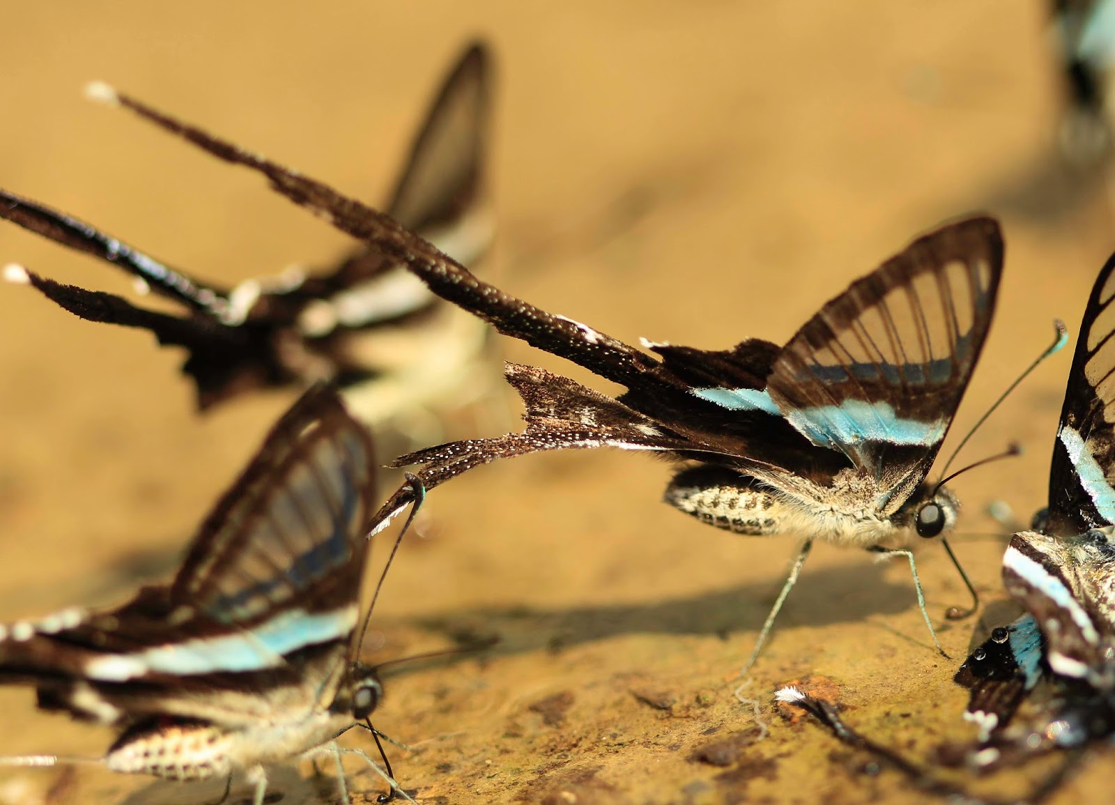 Butterflies of Vietnam: 162. Lamproptera meges (The Green Dragontail)
