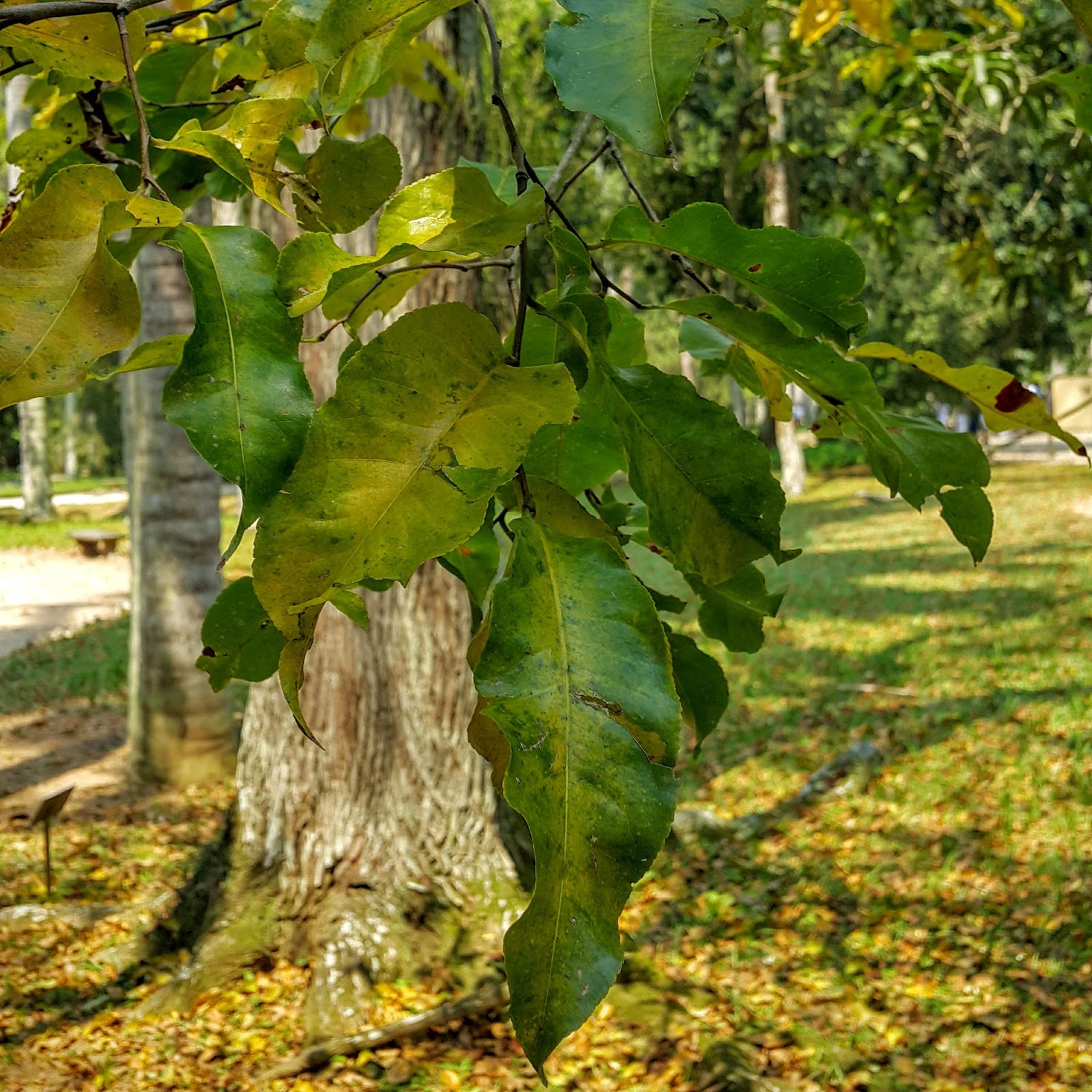 "Verdade//aspas" : 👪 Lecythidaceae (Lecythis pisonis)
