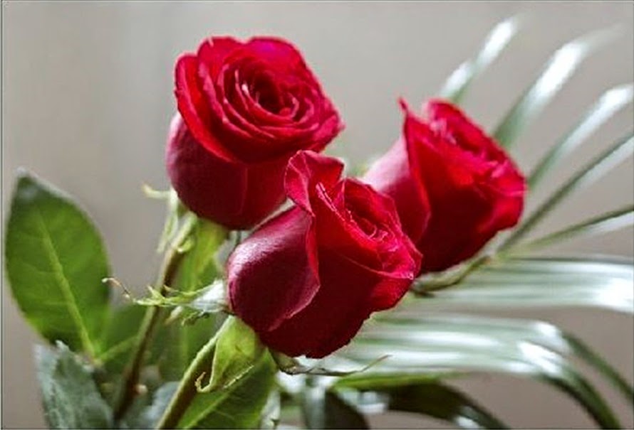 MANZARALAR VE GÜZEL RESİMLER: MANZARALAR VE GÜZEL RESİMLER-8