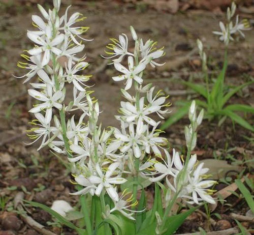 Swet Musli (chlorophytum borivilianum)10 Astonishing Benefits of Swet ...