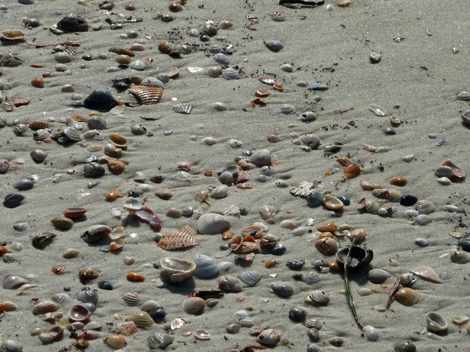 Last Dance: Florida Panhandle - Cape San Blas Christmas