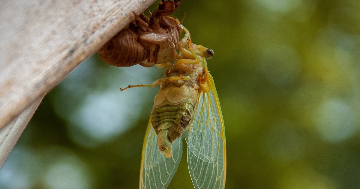 The Year of the Cicada