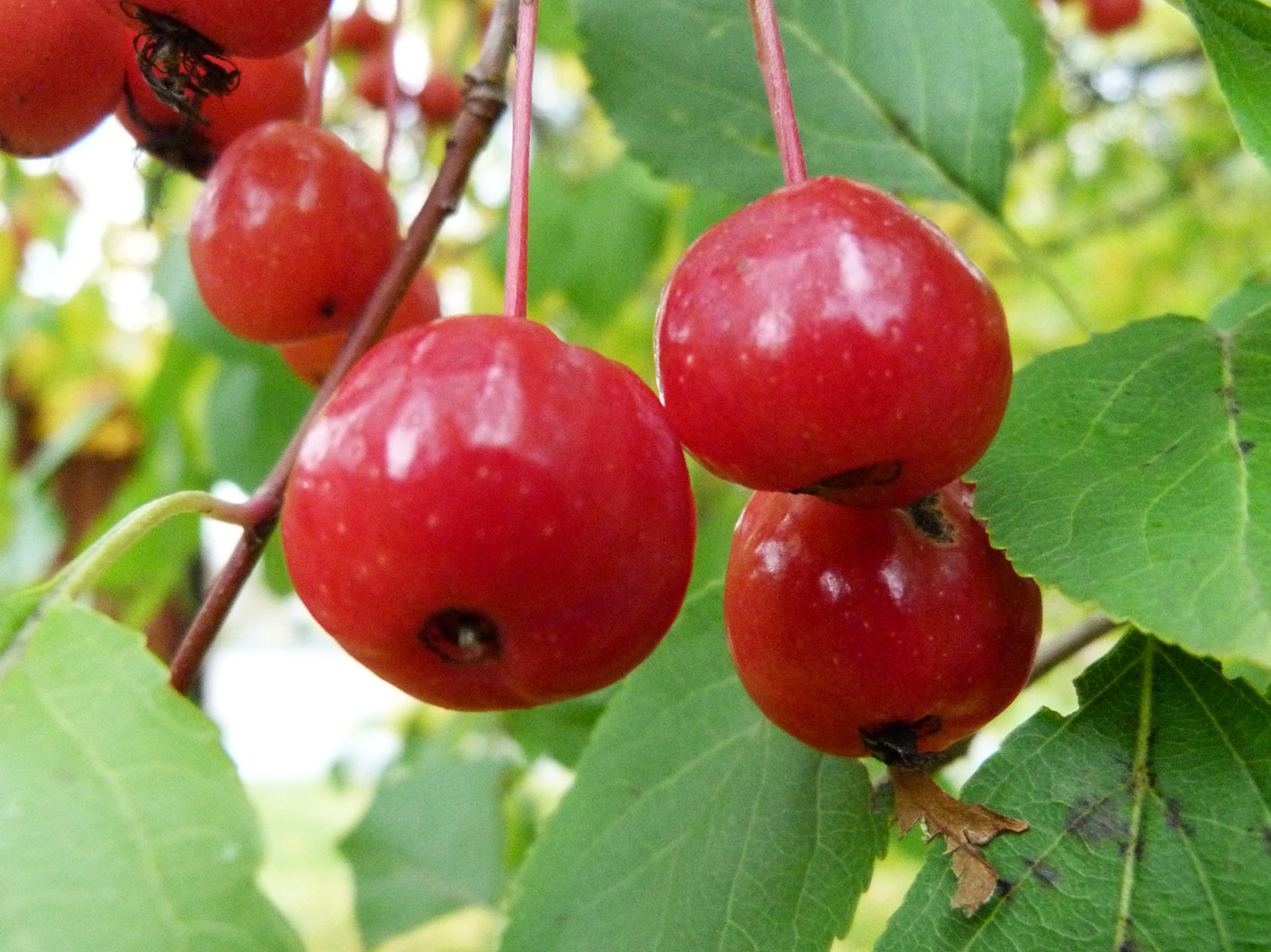 My Nature Photography: Crabapples