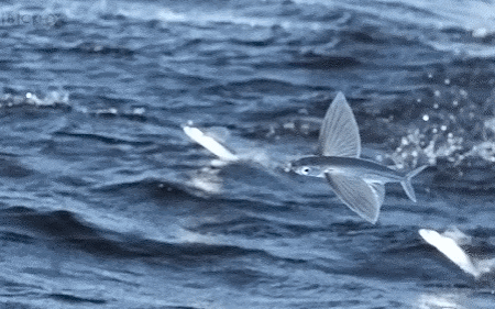 Uçan balık nedir? - Laf Sözlük