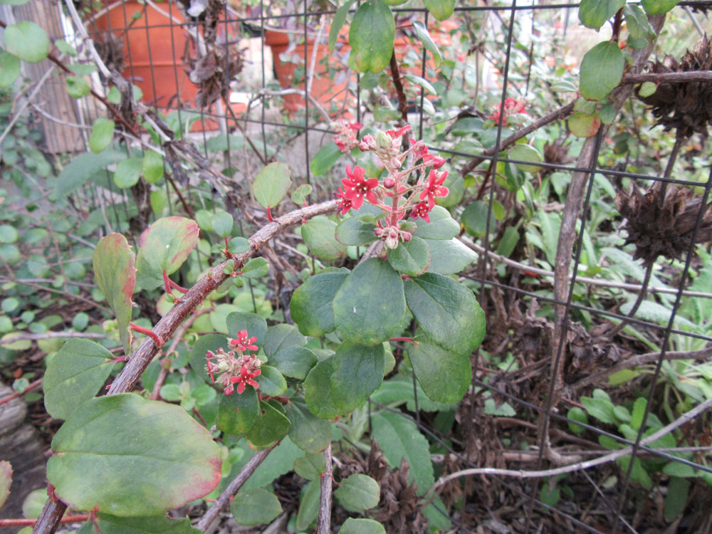 Mother Nature's Backyard - A Water-wise Garden: Plant of the Month ...