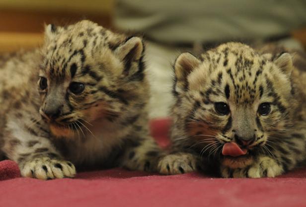 White Wolf : Snow Leopard Cubs Make Public Debut (Photos-Video)