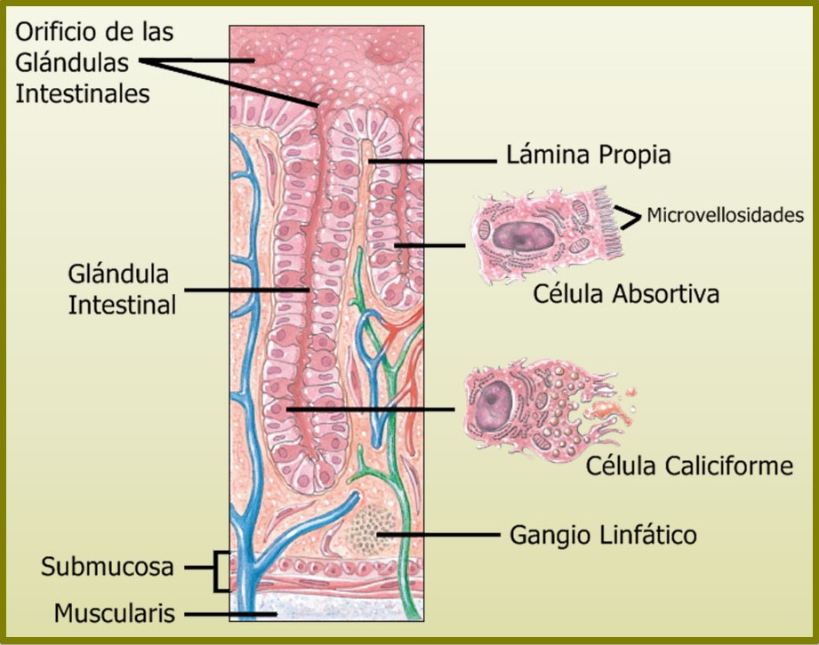 Intestino Grueso ~ Biopsicosalud