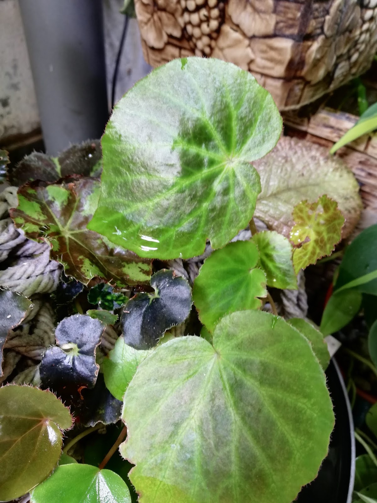 Garden Chronicles of James David: Begonia - U514