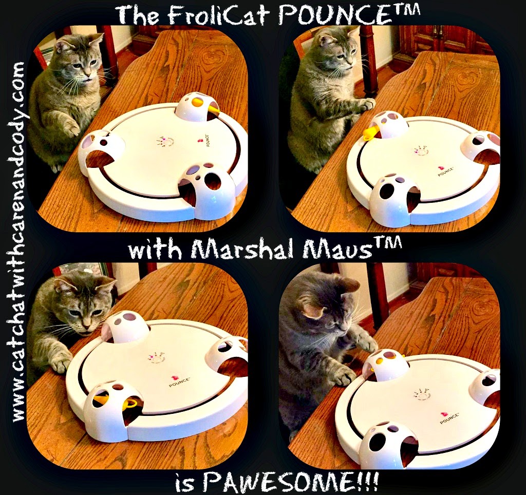 Cat and DOG Chat With Caren: Cody's FroliCat™/ PetSafe Colossal Cat Toy ...