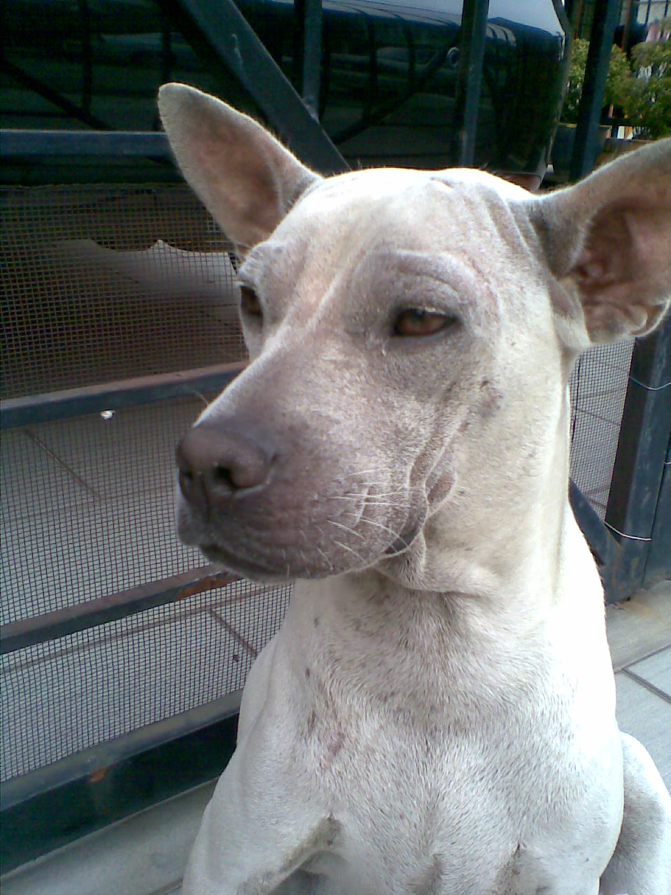 MALAYSIAN DOGS DESERVE BETTER: 2011-07-31