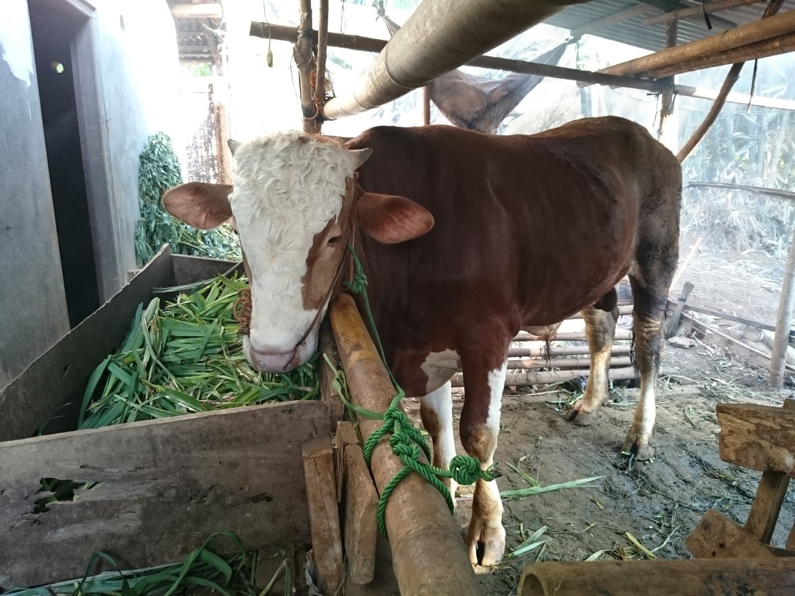 Gambar sapi simental keren - Joynim Farm