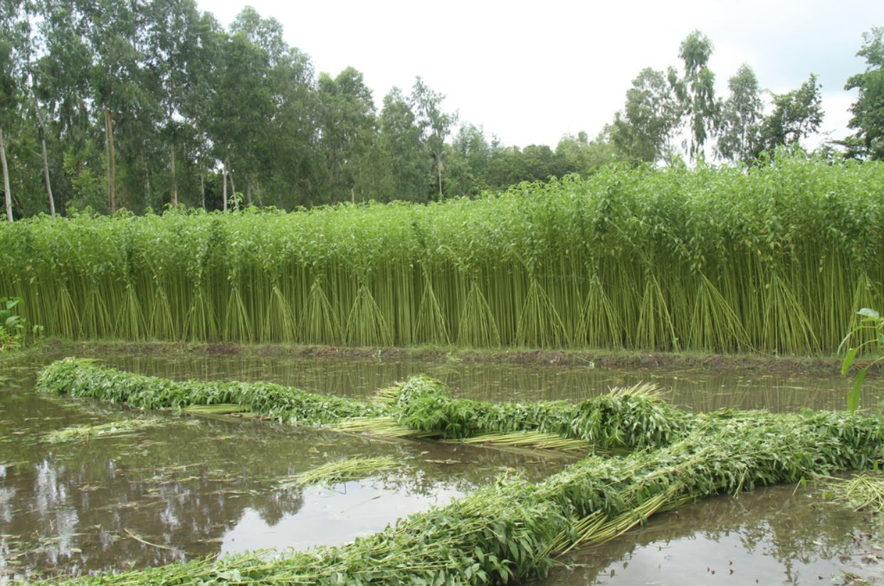 jute-the-golden-fibre-how-it-is-cultivated-images-textile-apex