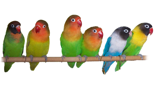 todo sobre : agapornis, ninfa, periquitos.: 10 consejos que teneis que ...