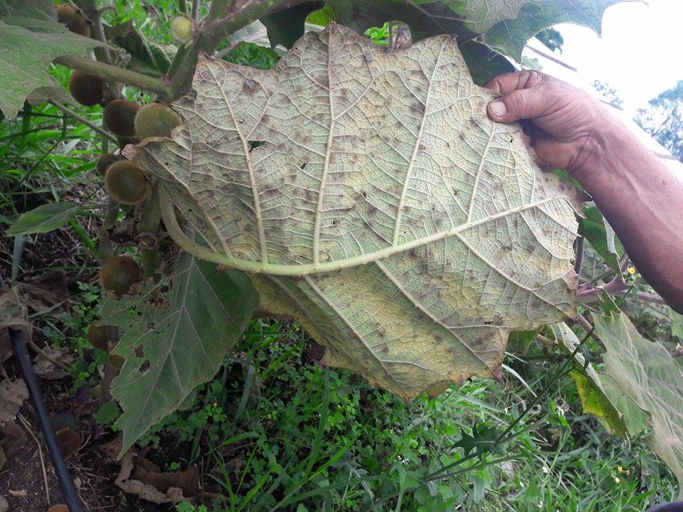 AGRICULTURA (CULTIVO DE LULO): ENFERMEDADES DEL LULO