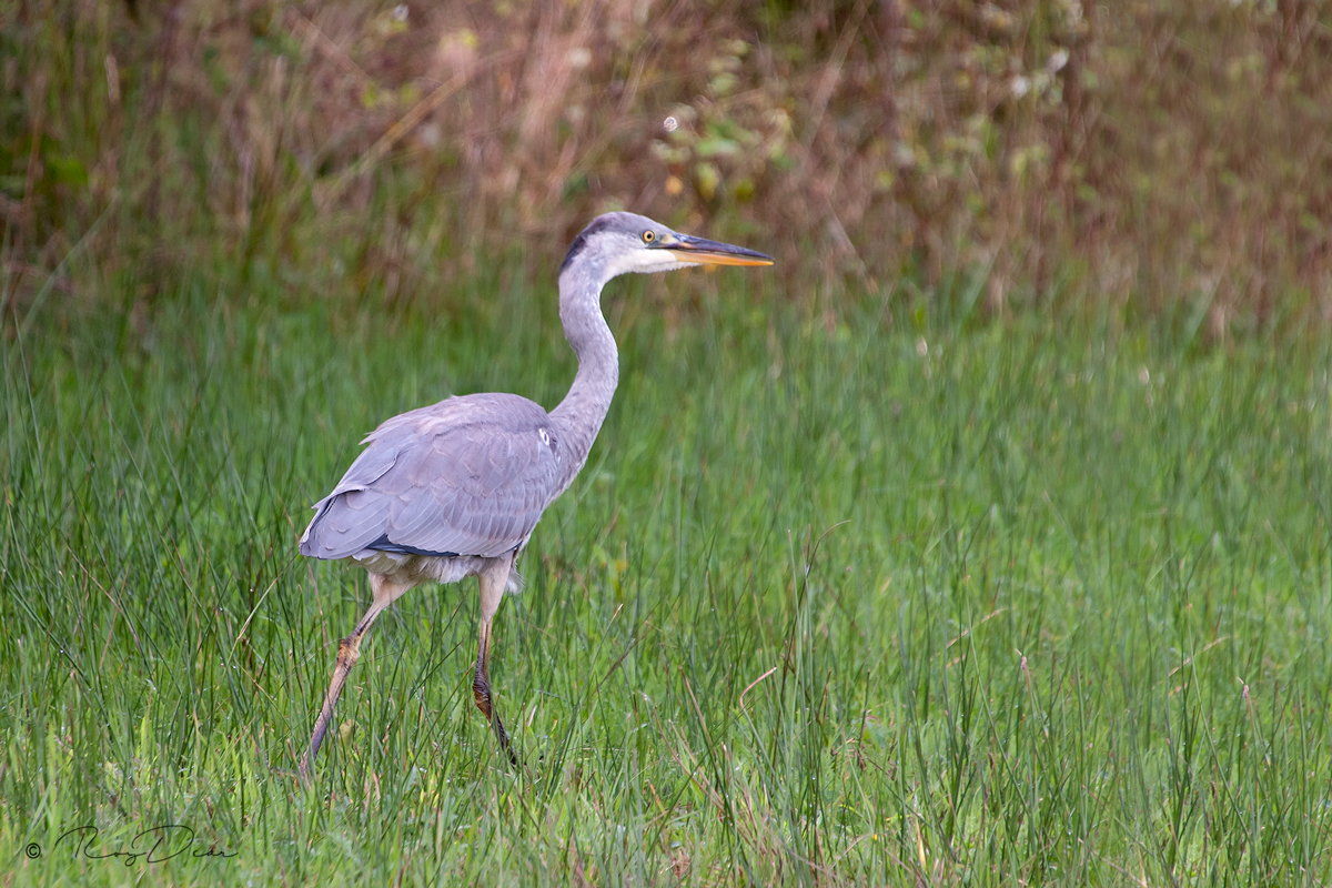 Foto's: Blauwe reiger