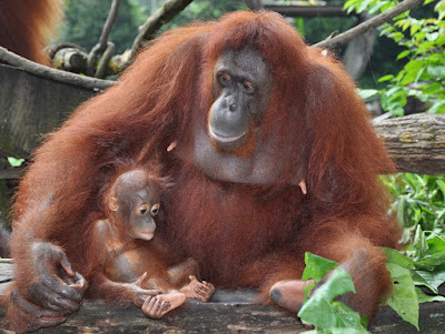 RAISING OF APE ~ Celebrity Profiles