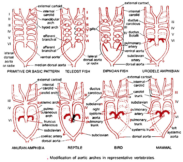 Comparative Zoology by Dr. Vidhin Kamble B. Sc- I : Modifications of ...