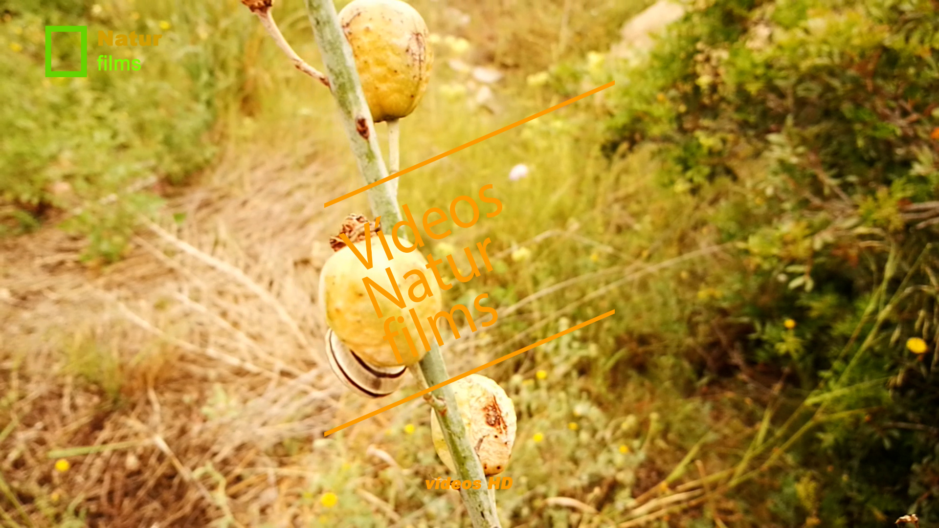 🟢 El mundo de Carol y Juan: El gamón es una planta de prados y cunetas de carreteras cuyo uso ha ...