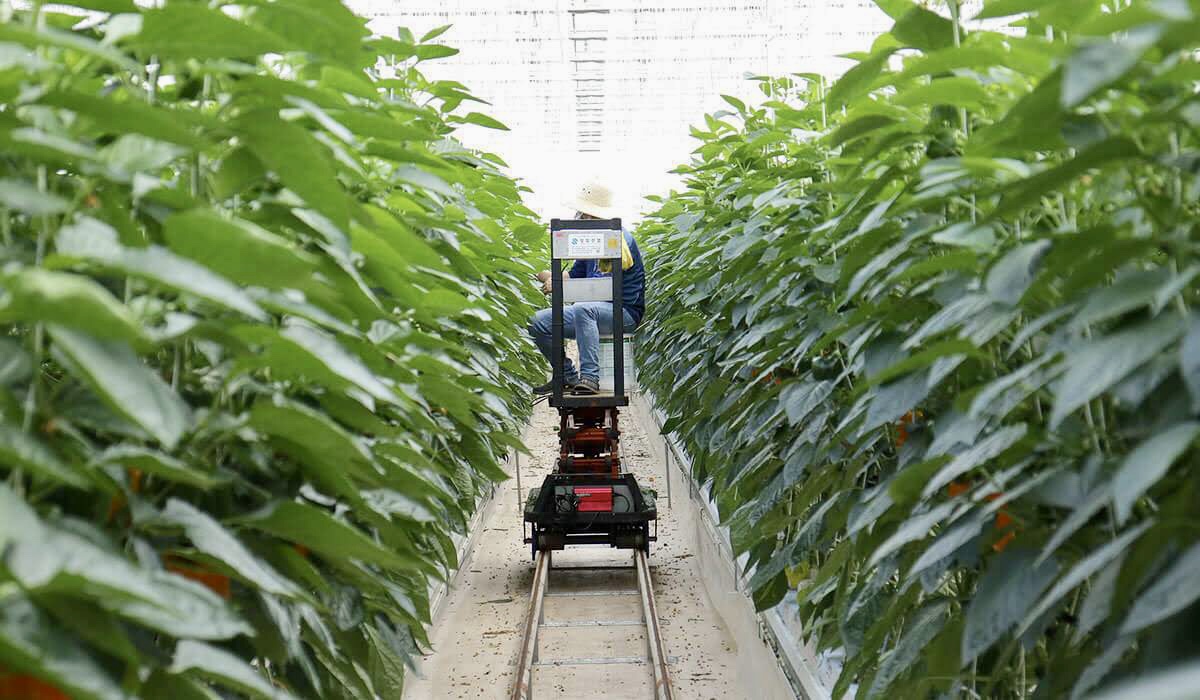 BLOG - DUNIA PERTANIAN MALAYSIA: Revolusi Industri Pertanian 4.0 ...