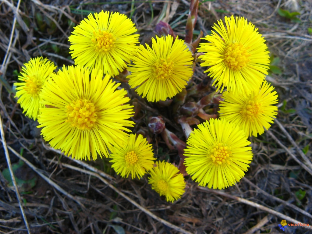 Cuisine et Santé Par Pierre Marchesseau: La plante du jour : Tussilage