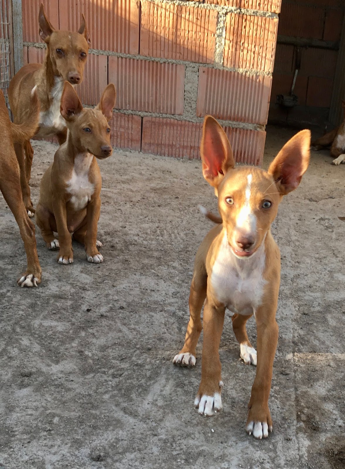 PODENCOS DEL TREBOLAR