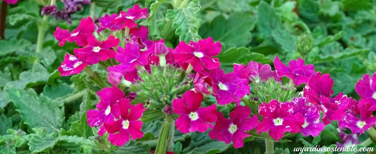 Verbena repens hybrida (Verbena rastrera)
