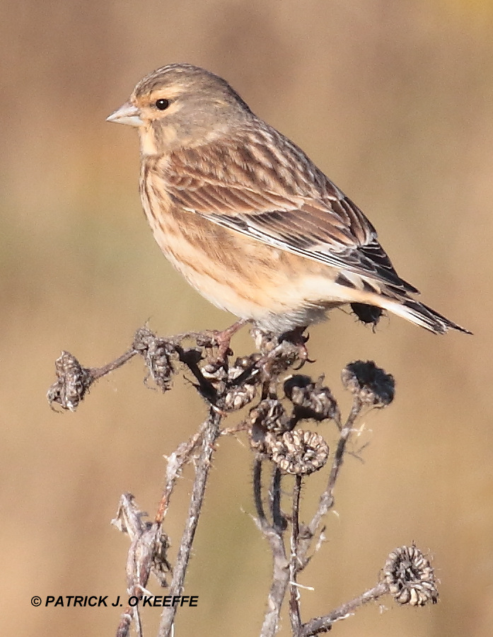 Raw Birds: COMMON LINNET (Linaria cannabina) female, Turvey Nature ...