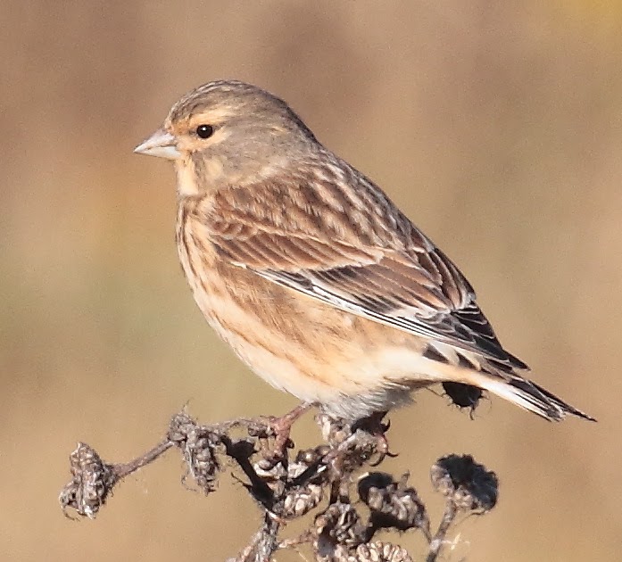 Raw Birds: COMMON LINNET (Linaria cannabina) female, Turvey Nature ...