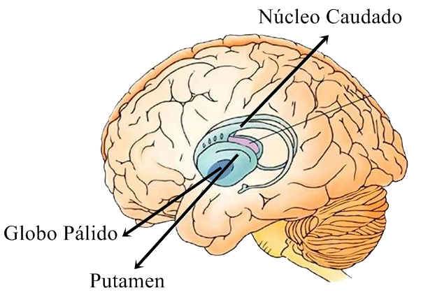 Cerebro ~ Biopsicosalud
