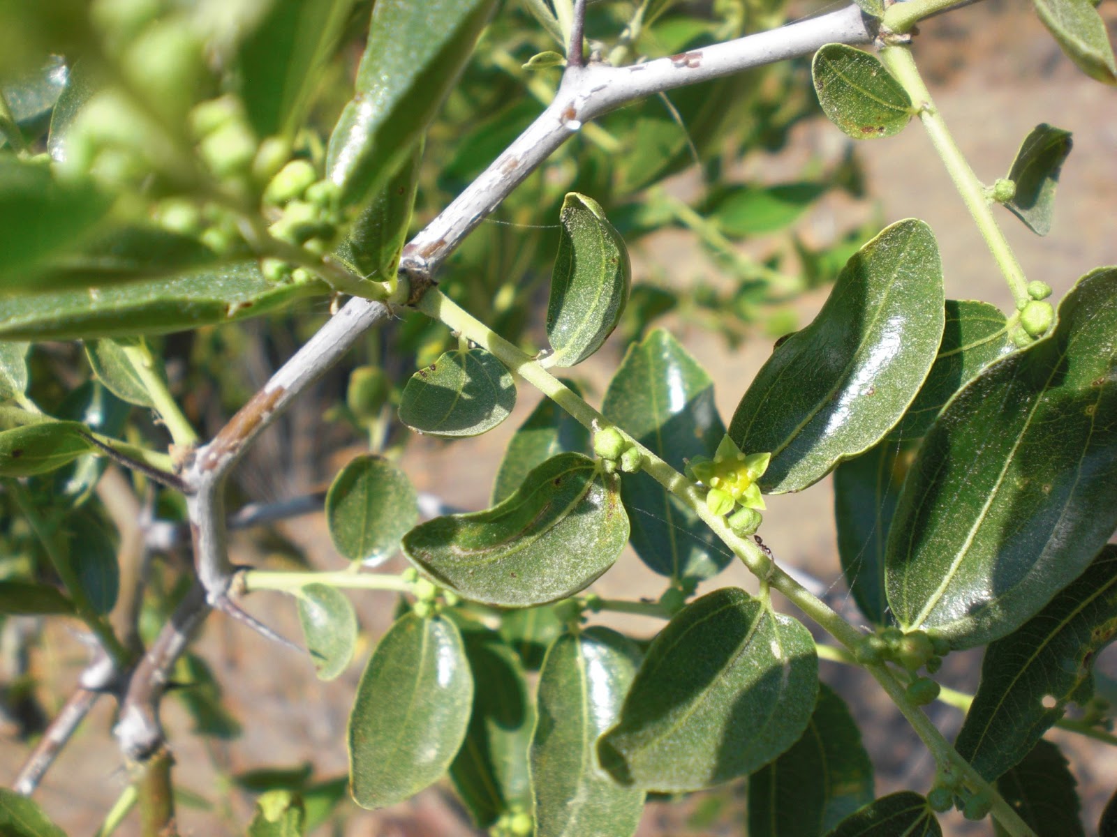 Perfumes y luces de Extremadura: Floración del azufaifo.