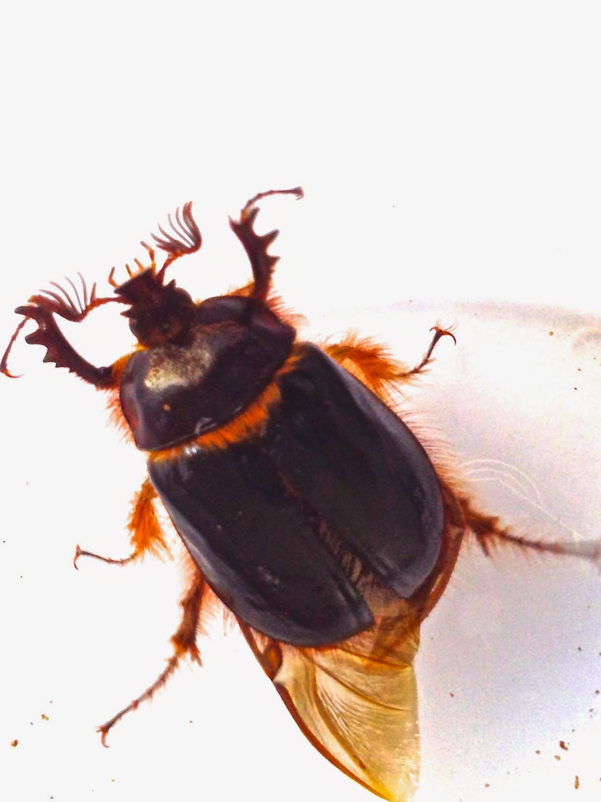 虫頭: フユセンチコガネ（Pleocoma badia hirsuta）Rain Beetle
